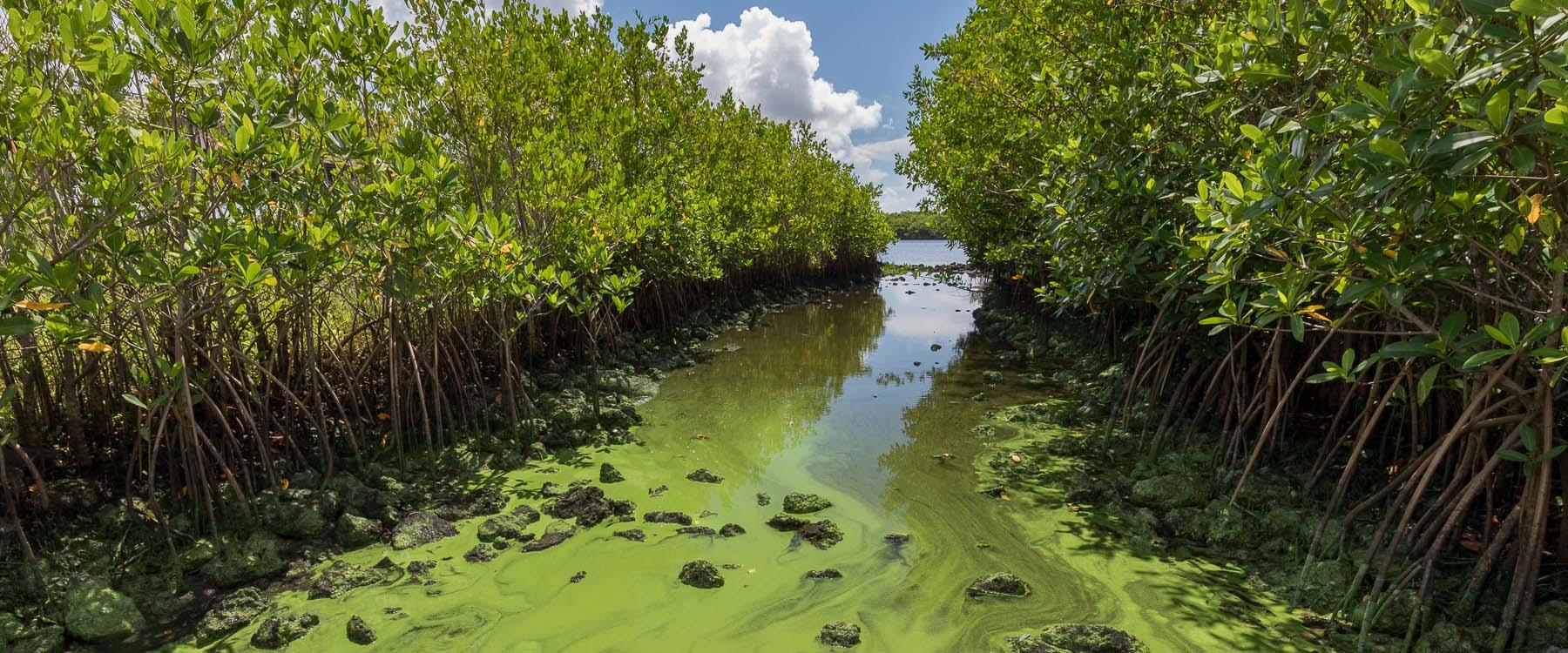WFS 270 - The Everglades in Florida with Steve Davis from the ...