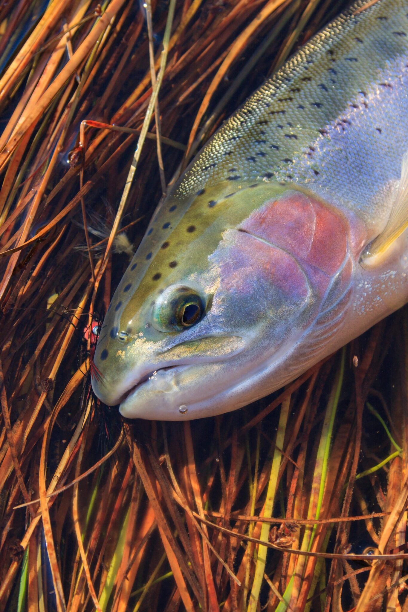 844 | Saving Wild Steelhead with Nick Chambers of The Conservation ...